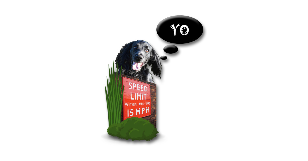 Funny black working cocker spaniel dog zoomies - Cocker Spaniels - T ...