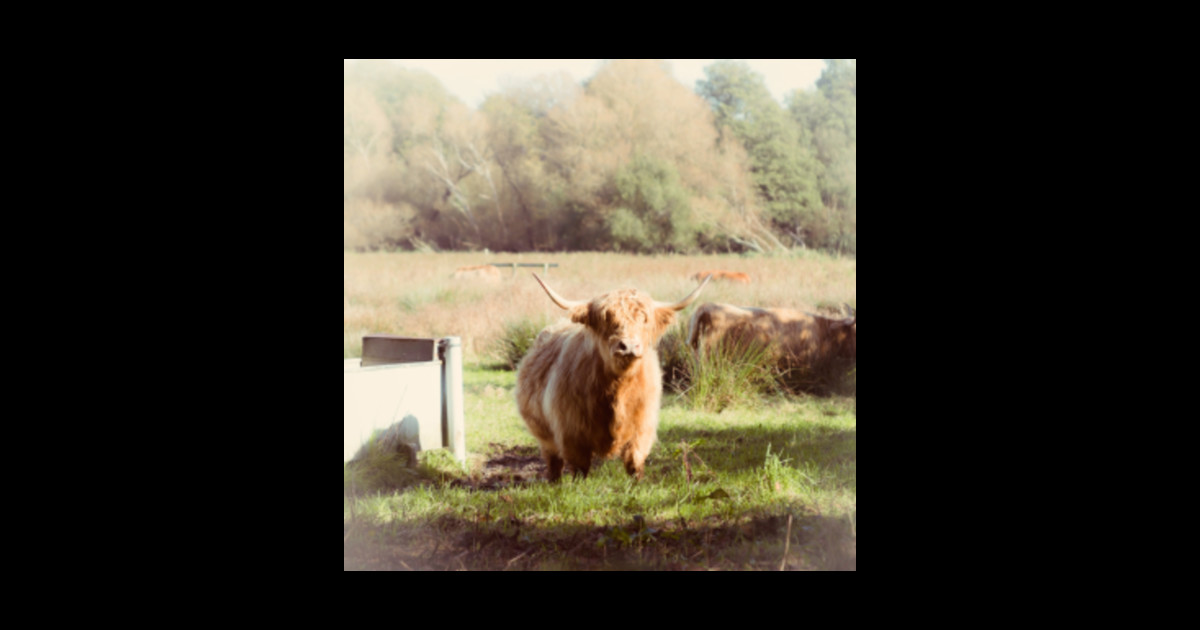 Highlander - Highland Cow - Sticker | TeePublic