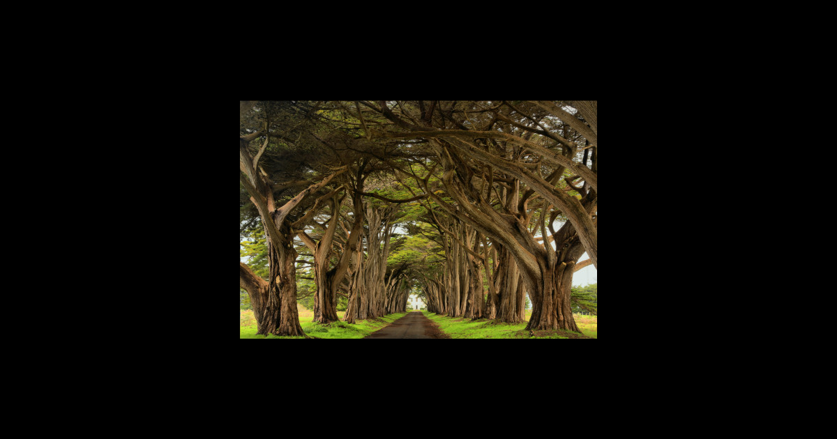 Point Reyes Cypress Tunnel - Point Reyes - Sticker | TeePublic