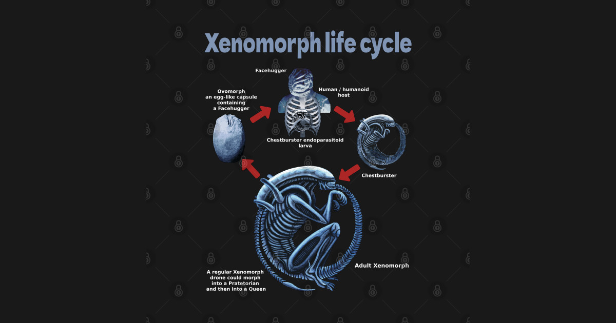 Xenomorph life cycle - Xenomorph - T-Shirt | TeePublic
