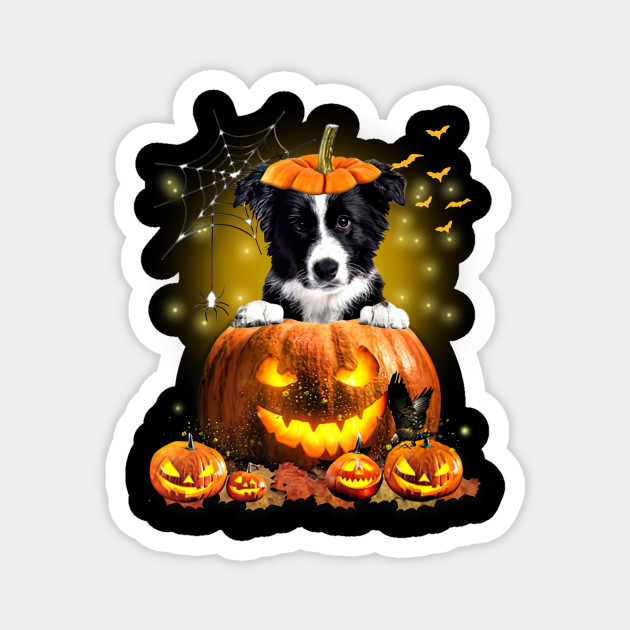 spooky border collie