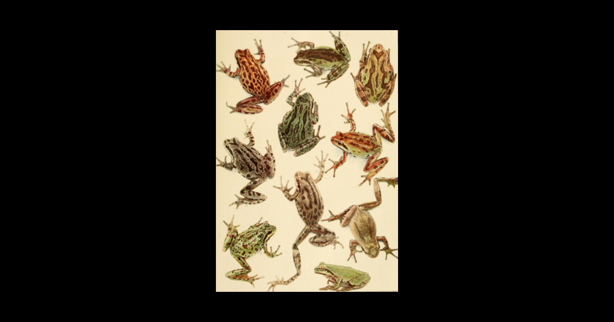 Vintage Frogs - Frogs - Sticker | TeePublic