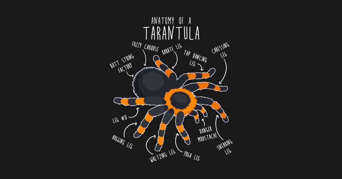 Tarantula Anatomy - Tarantula - T-Shirt | TeePublic