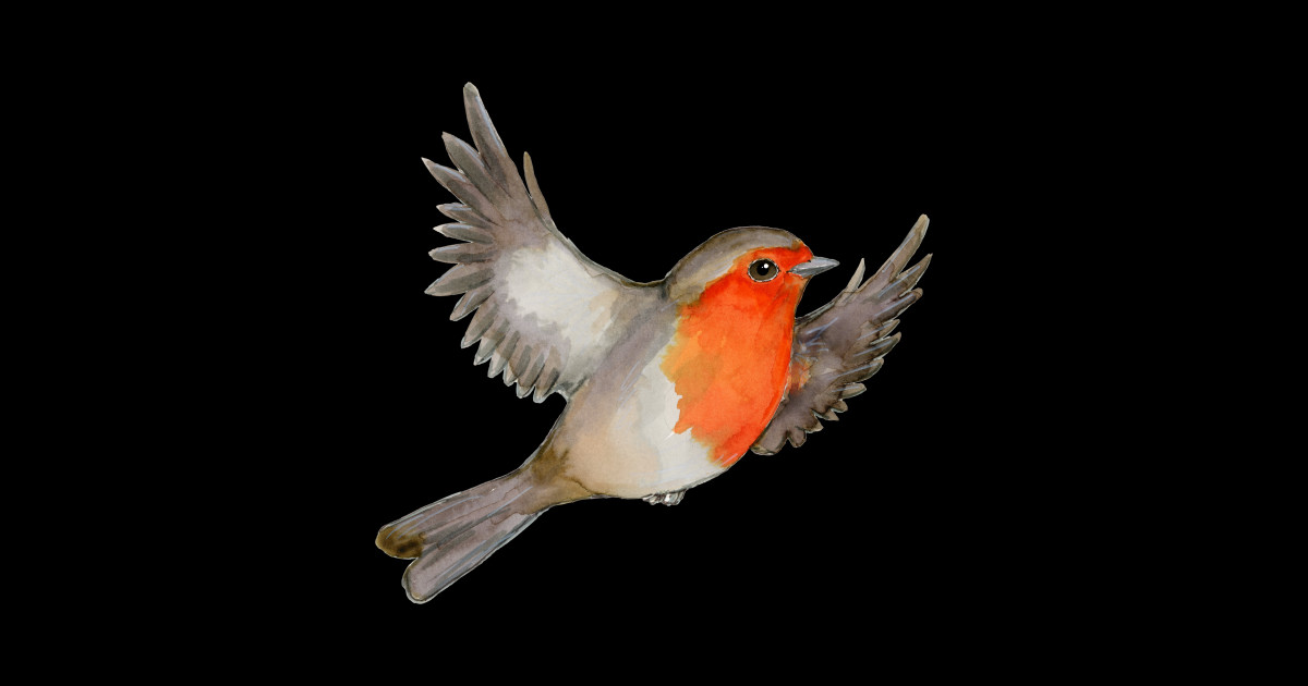 A watercolor drawing of a flying robin - Robin Bird - Posters and Art ...