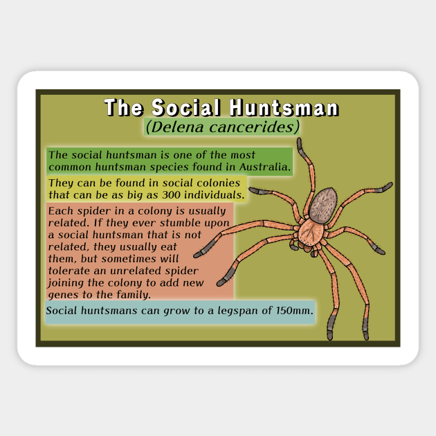 The Social Huntsman (Delena cancerides) Poster - Social Huntsman ...