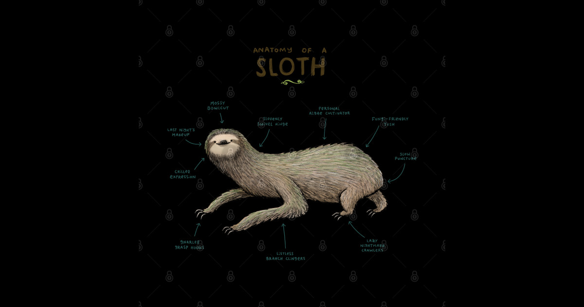 Anatomy of a Sloth - Sloth - Pin | TeePublic