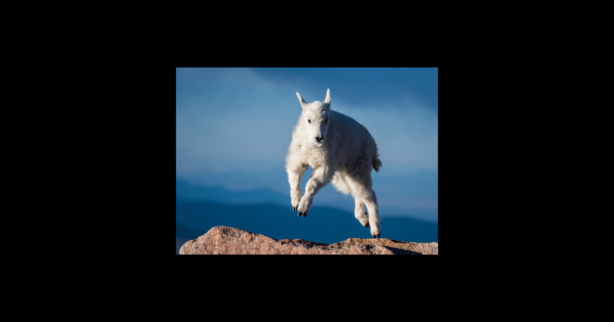 Jumping For Joy - Goat - Sticker | TeePublic