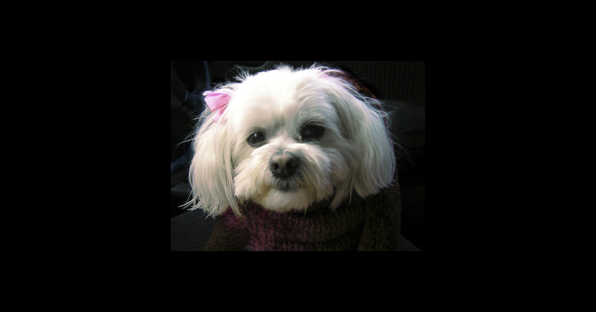 Portrait of Muffy - Animals - Sticker | TeePublic