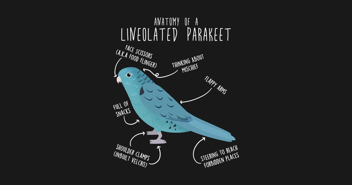 Blue Lineolated Parakeet Turquoise Parrot Anatomy - Lineolated Parakeet ...
