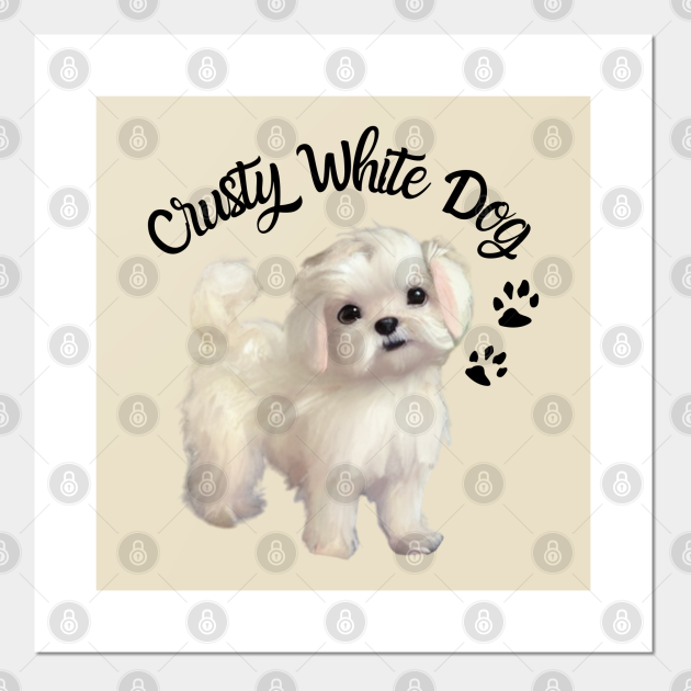 Cute Crusty White Dog Maltese Terrier Maltese Puppies Shih Tzu Mom ...