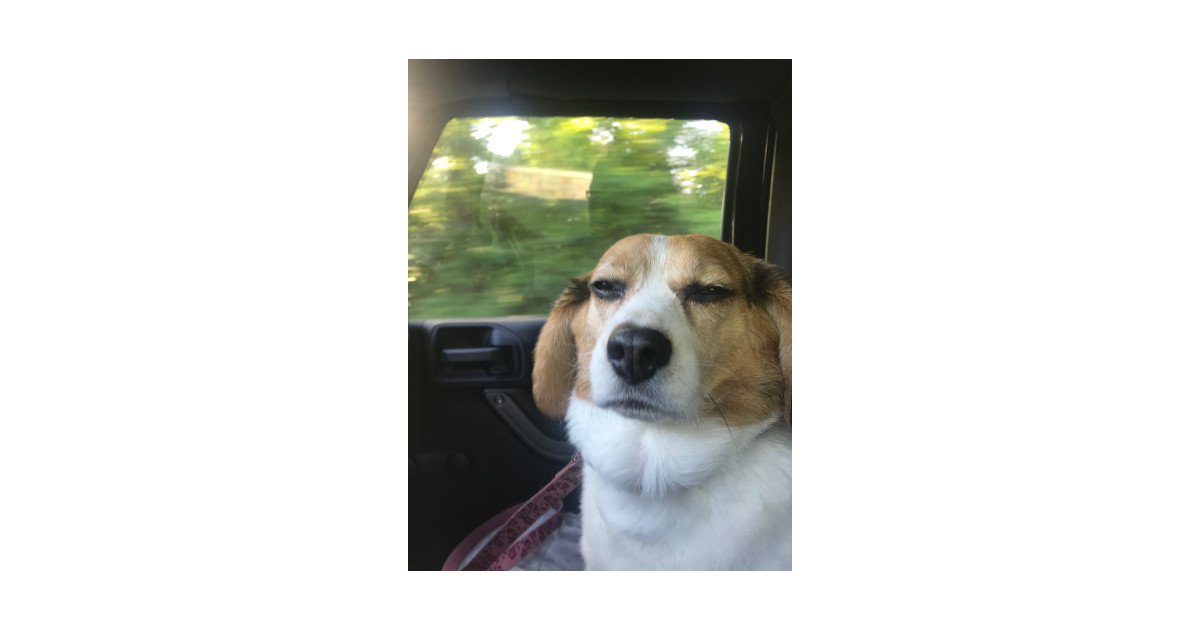 The Grumpy Beagle - Beagle - T-Shirt | TeePublic