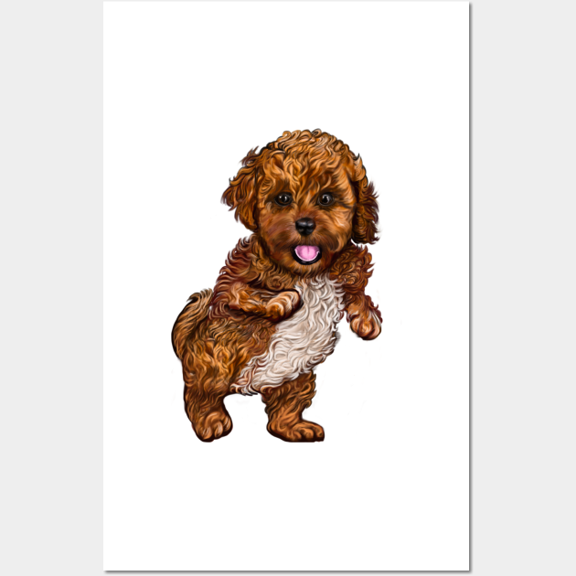 Cavapoochon Cavapoo Cavoodle - cute standing cavalier King Charles ...