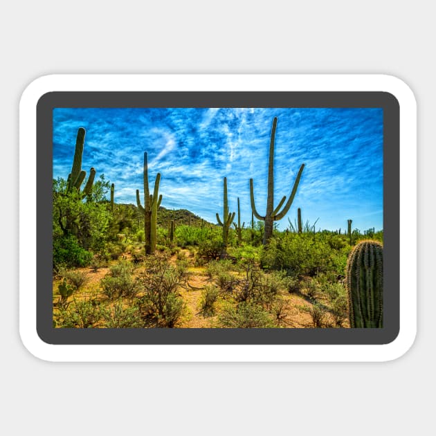 Saguaro National Park - Cactus - Sticker | TeePublic
