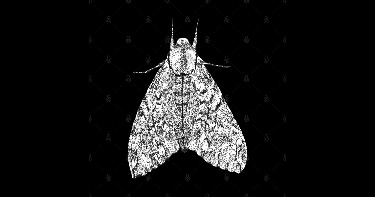Black & white moth butterfly drawing - Privet Hawk Moth (Psilogramma ...