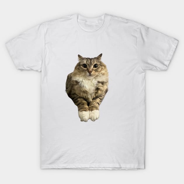 Luna the car looking very cute - Luna Is Tabby - T-Shirt | TeePublic