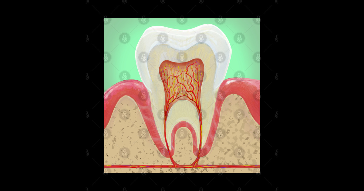 Medical illustration Tooth Anatomy - Healthy Teeth - Posters and Art ...