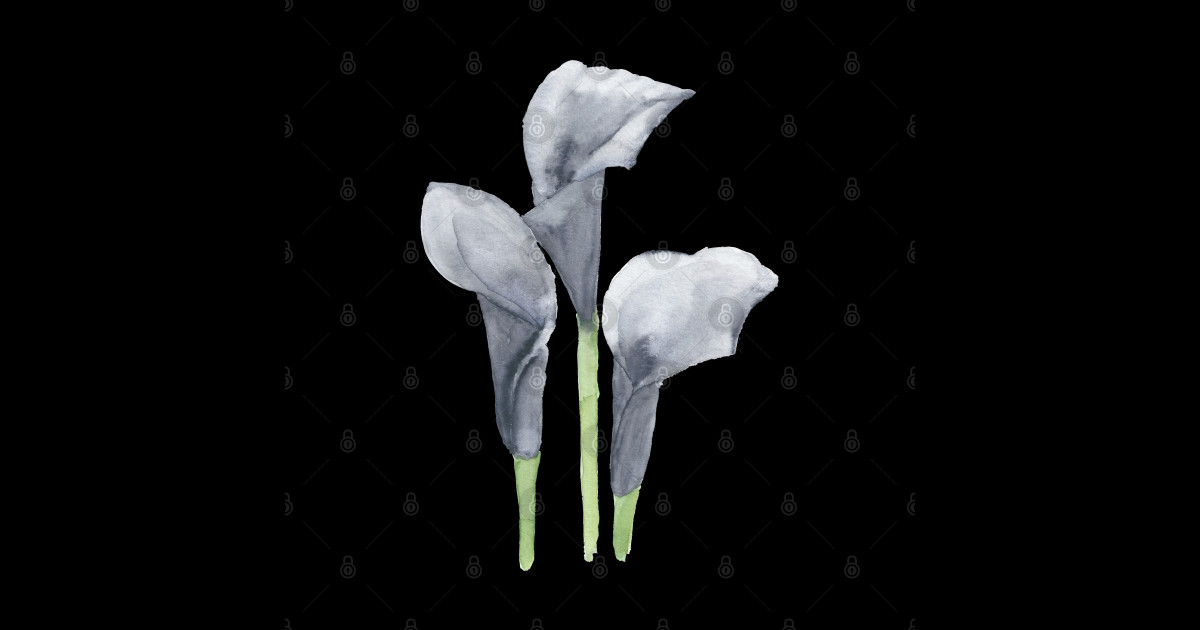 Black Calla Lily - Floral Watercolor Painting - Sticker | TeePublic
