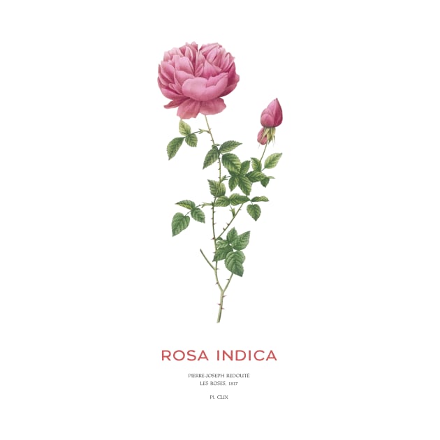 Indian Fragrant Rose or Rosa Indica - Rose - T-Shirt | TeePublic