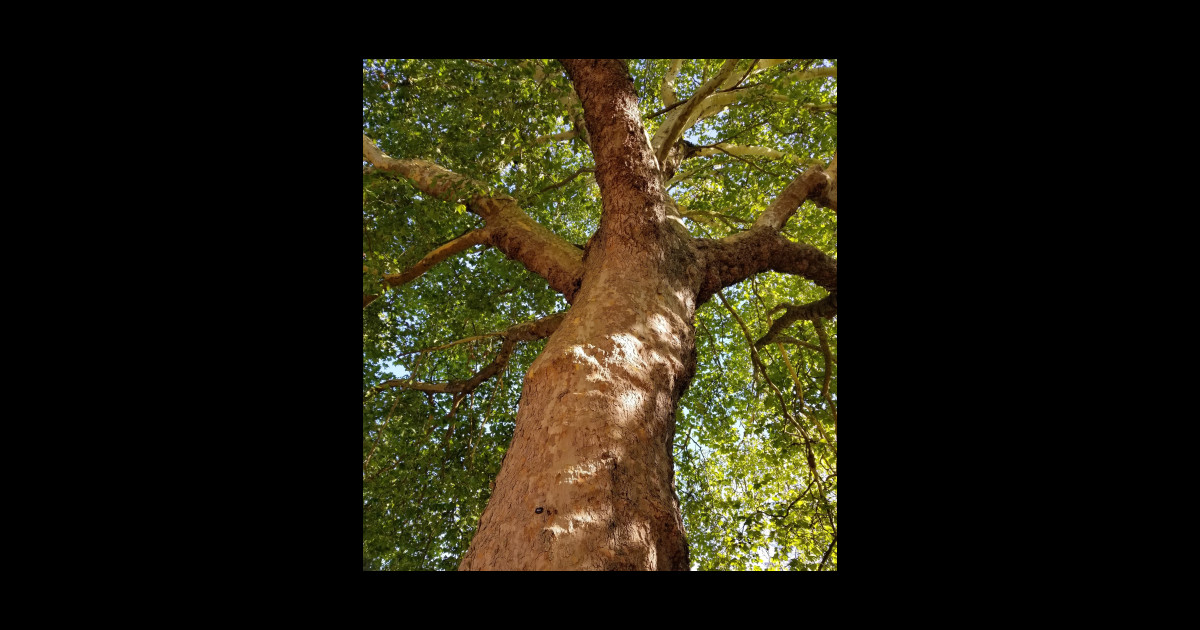 Shady Tree - Tree - Sticker | TeePublic