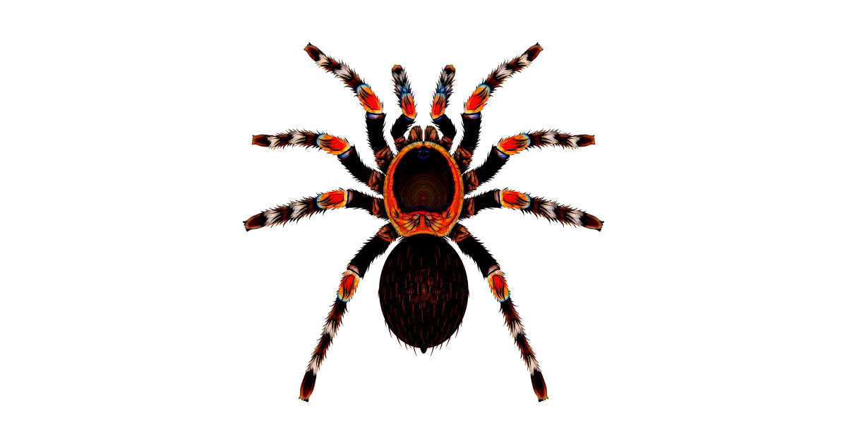 Funky Tarantula Spider - Spider - T-Shirt | TeePublic