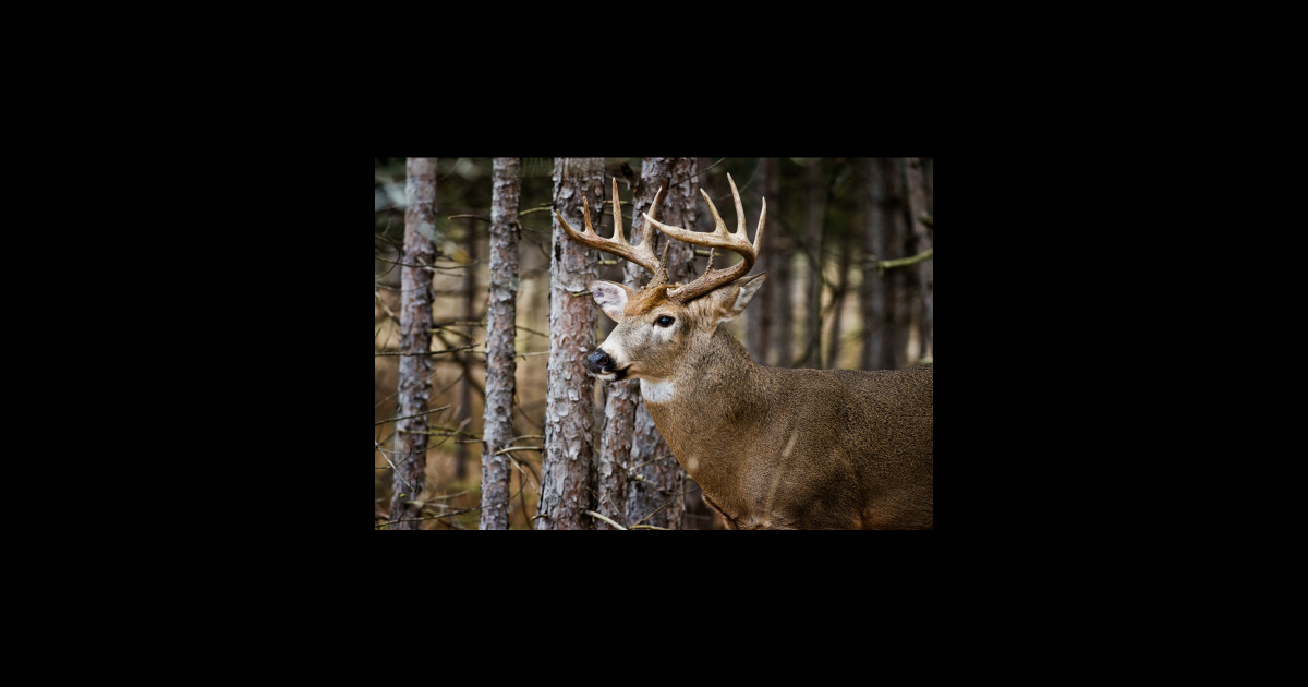 White-Tailed Deer - Deer - Posters and Art Prints | TeePublic