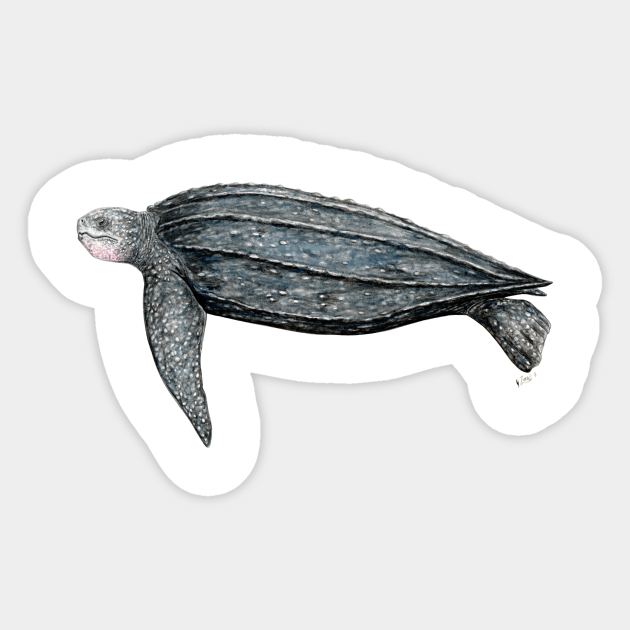 Leatherback turtle - Leatherback Turtle - Sticker | TeePublic