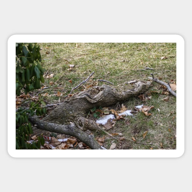 Roots have Surfaced - Tree - Sticker | TeePublic