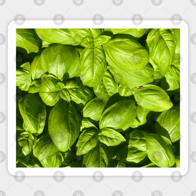 Basil for You! - Green - Sticker | TeePublic