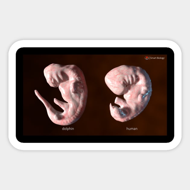 dolphin embryo