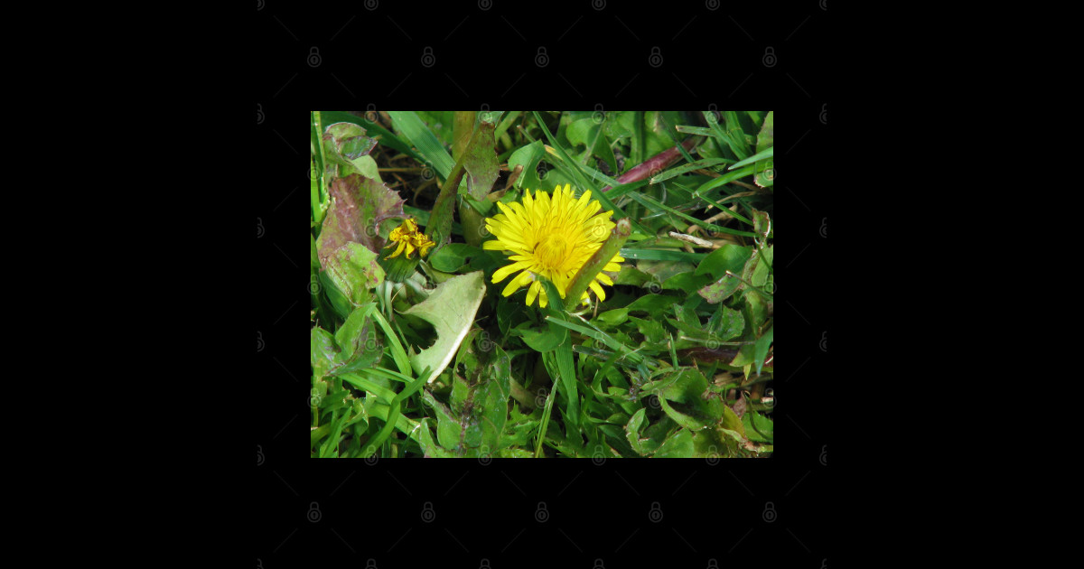 Dandy dandelion - Garden - Posters and Art Prints | TeePublic