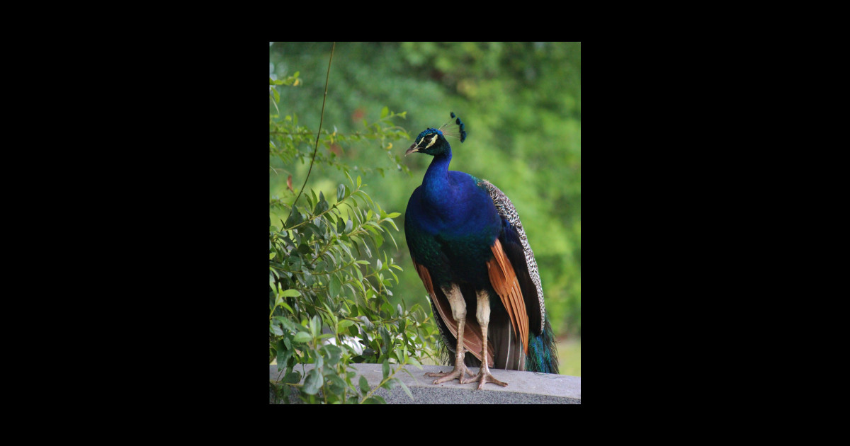 In Deep Thought - Thinker - Sticker | TeePublic