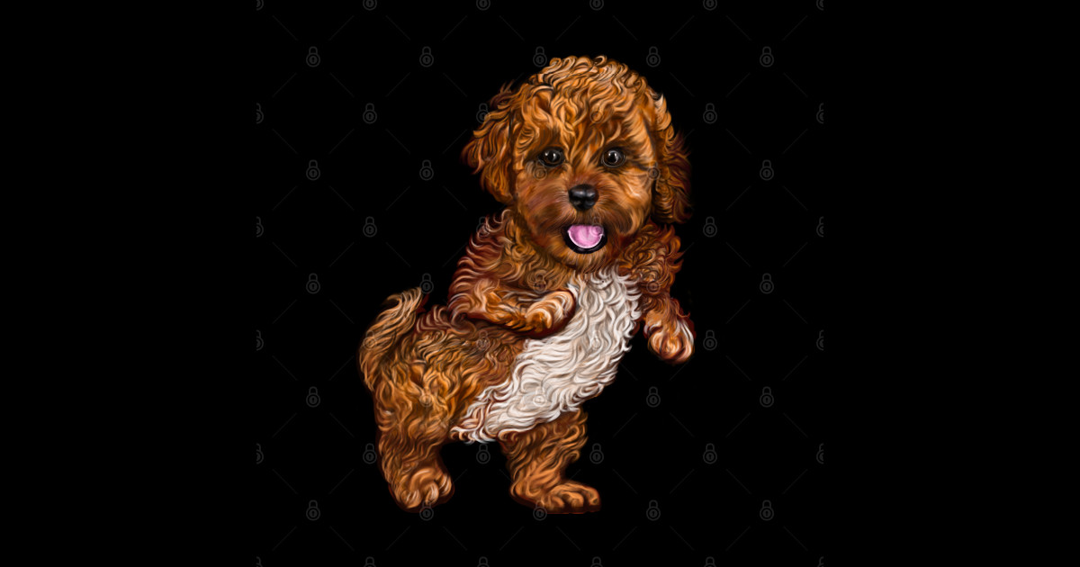 Cavapoo Cavoodle puppy laughing and dancing- cute cavalier king charles ...