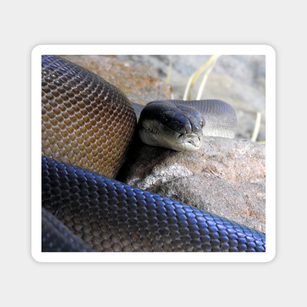 Olive Python - Python - Magnet | TeePublic