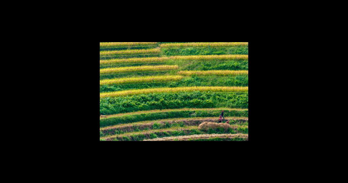 Almost done. - Rice Terrace - Sticker | TeePublic