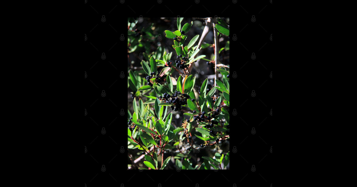 Tasmanian pepper berries - Tasmania - Sticker | TeePublic