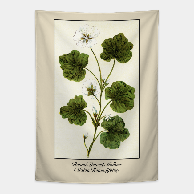 Round-Leaved Mallow Flower (Malva Rotundifolia) / Vintage Illustration ...