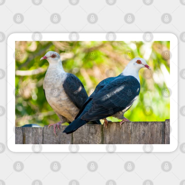 White-Headed Pigeons - Pigeon - Sticker | TeePublic