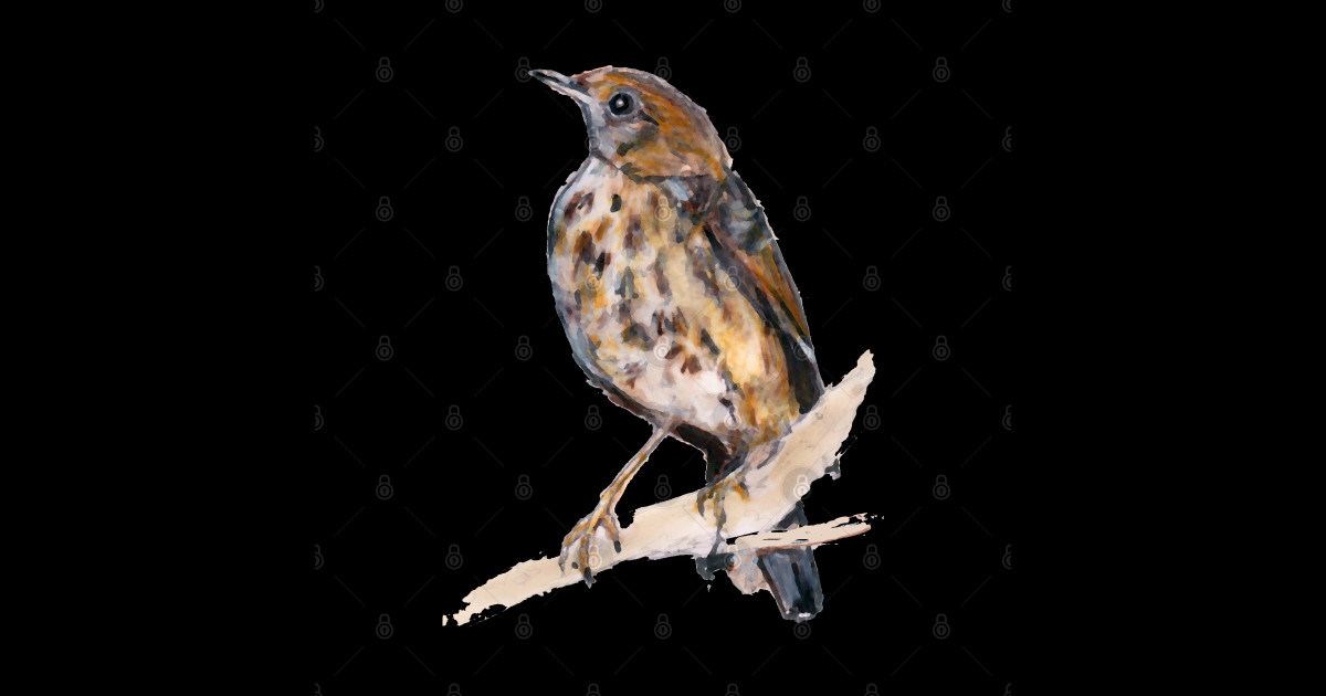 Bird - Thrush - Sticker | TeePublic