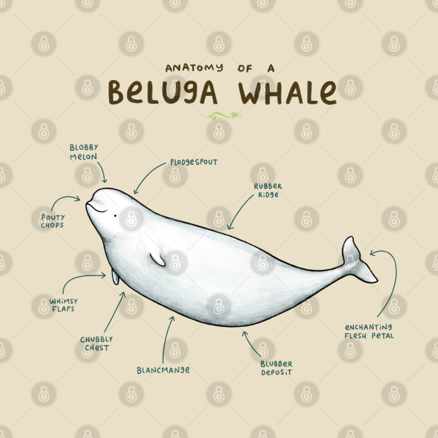 Anatomy of a Beluga Whale - Beluga Whale - T-Shirt | TeePublic