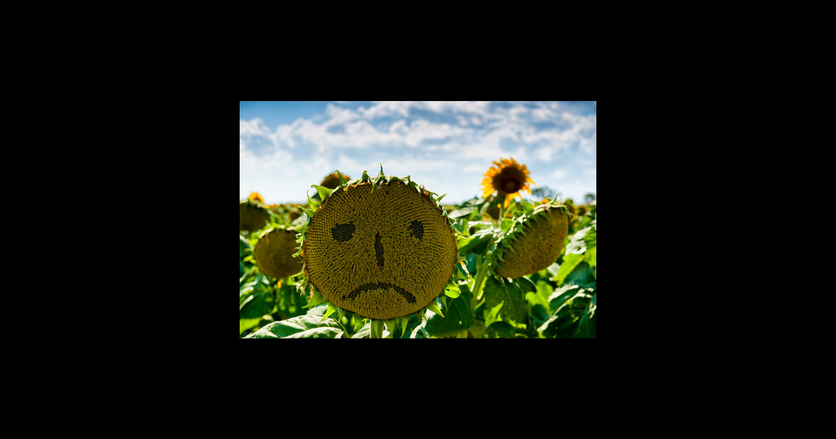 Sad Sunflower - Australia - Sticker | TeePublic