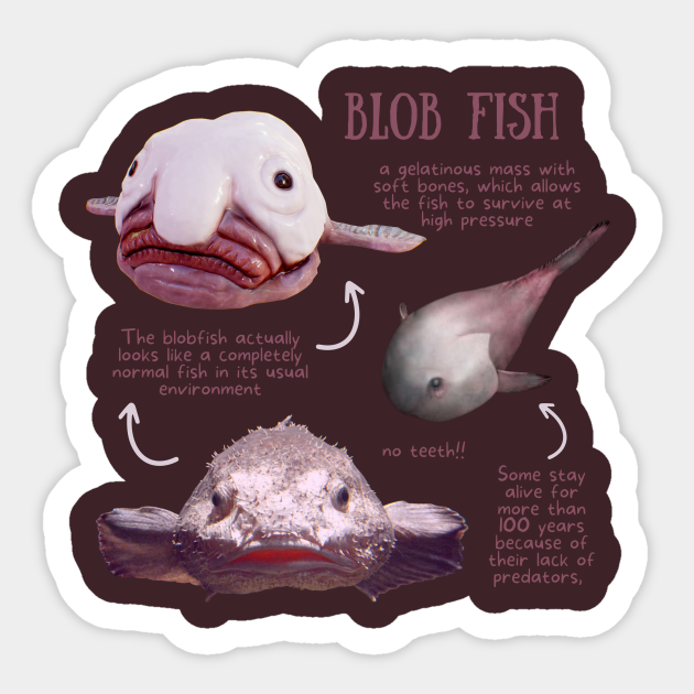 Animal Facts - Blob Fish - Blobfish - Sticker | TeePublic