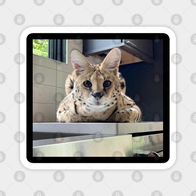 Sogga My Beloved Serval Meme Cat Meme - Sogga My Beloved - Magnet ...