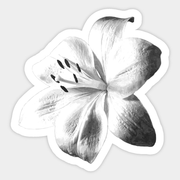 White Lily Black Background - Lily - Sticker | TeePublic