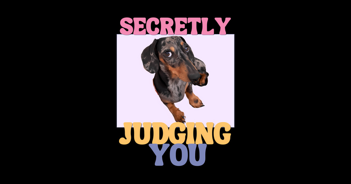 Secretly Judging You - Dachshund - Secretly Judging You Dachshund ...
