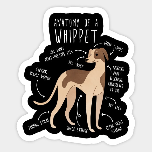 Whippet Dog Anatomy - Whippet - Sticker | TeePublic