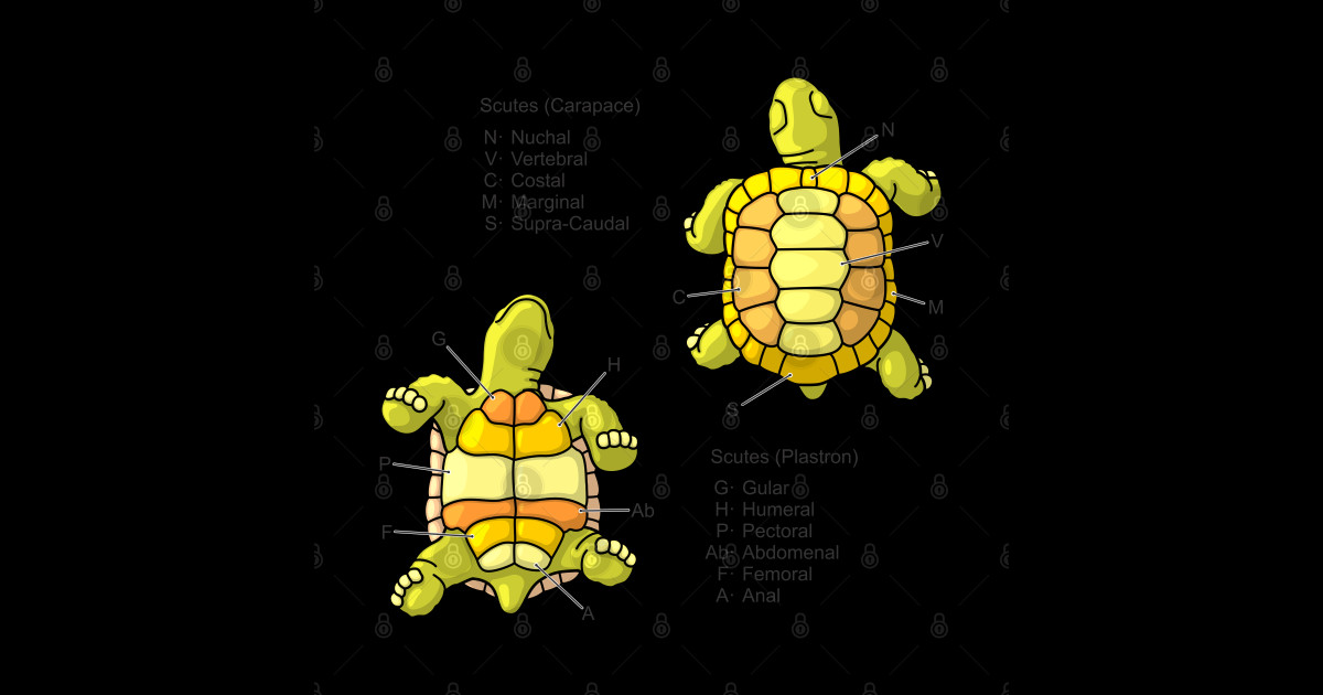 Scutes of the Tortoise Shell Diagram - Tortoise Shell - Sticker | TeePublic