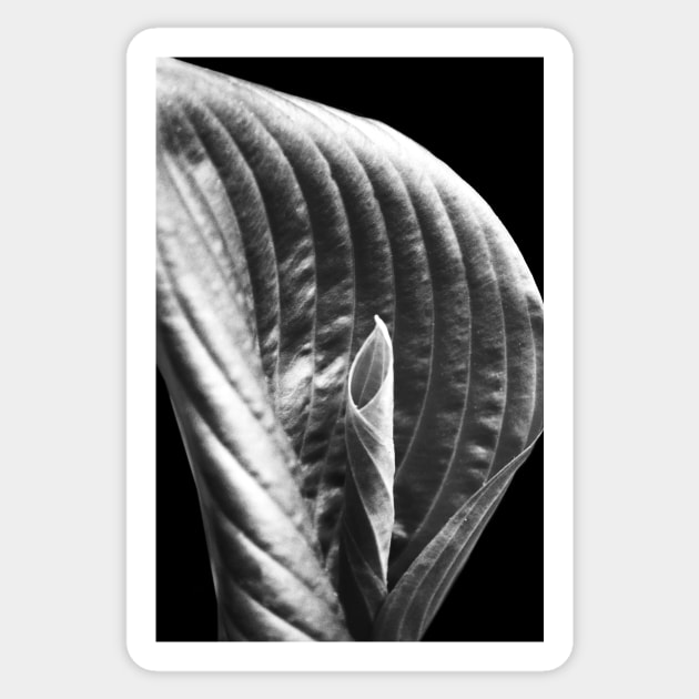 Hosta unfolding... - Hosta - Sticker | TeePublic