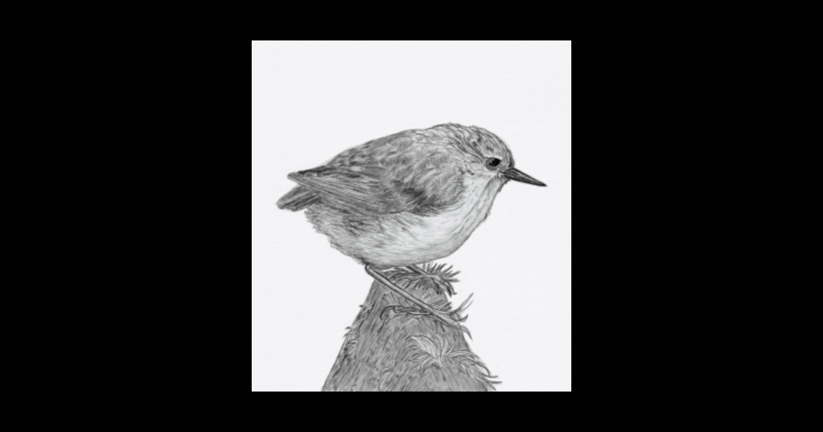 Rifleman - New Zealand Native Bird - Graphite - T-Shirt | TeePublic