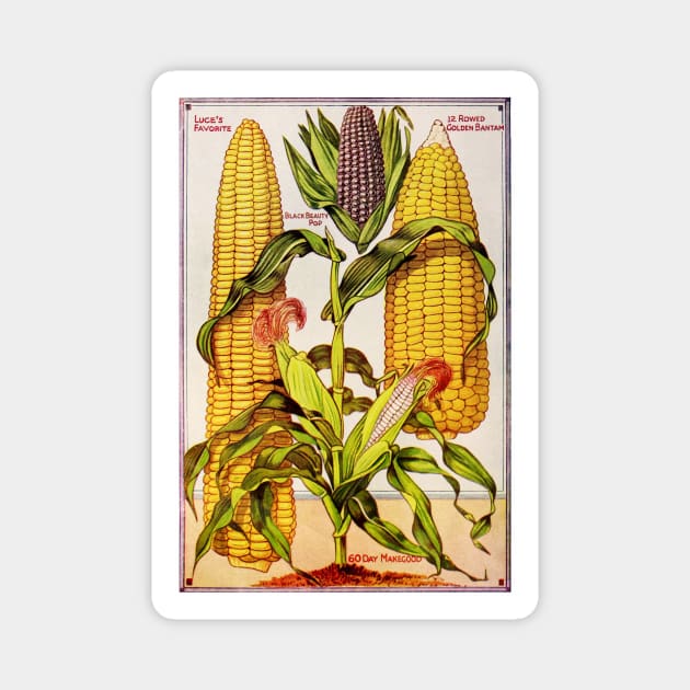 corn kernel illustration