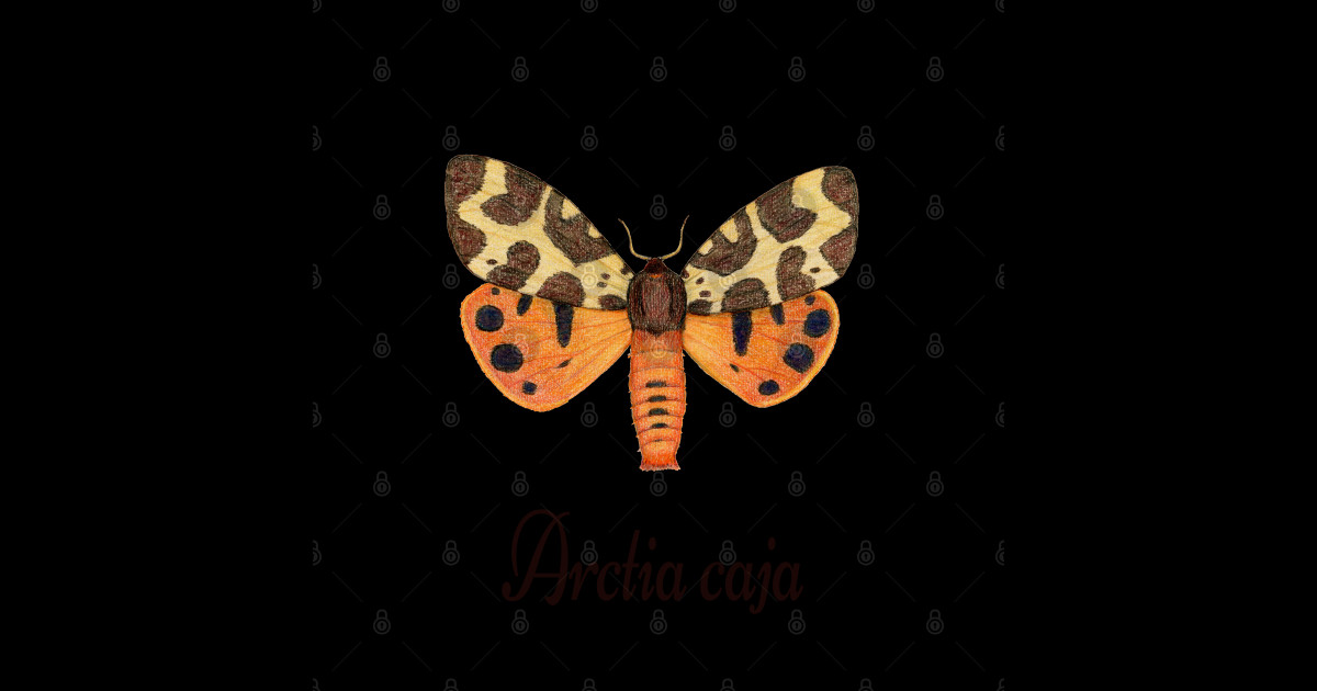 Garden tiger moth illustration - Moth - Sticker | TeePublic